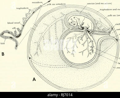 . La morphologie des chordés. La morphologie (animaux) ; Chordés ...