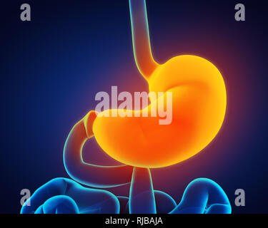 Anatomie de l'estomac système digestif humain pour concept médical ...