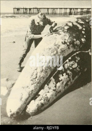 Les poux de baleine et les balanes sur Baleine grise, British Columbia ...