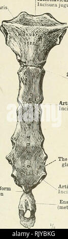 Squelette humain Xifoid processus Anatomie 3D Illustration Photo Stock ...