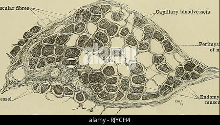 Tissus musculaires striés, coupes transversales et longitudinales ...