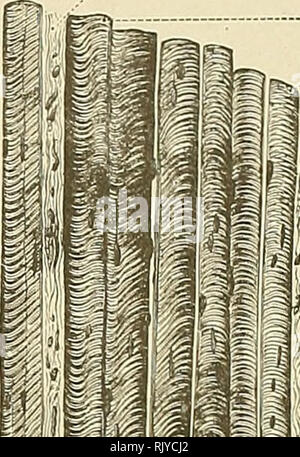 Tissus musculaires striés, coupes transversales et longitudinales ...