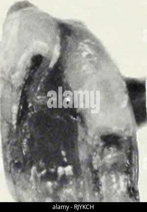 . Athlon : essais sur la paléontologie en l'honneur de Loris Shano ...