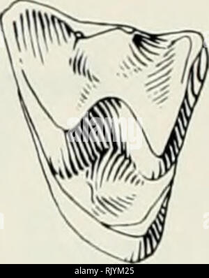 . Athlon : essais sur la paléontologie en l'honneur de Loris Shano ...