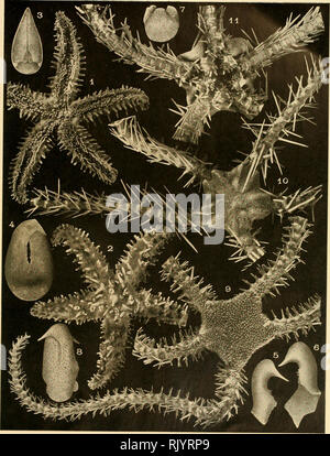 . Astéries, ophiures, et échinides. Des étoiles ; ; ; Echinidae Ophiuridae Asteriidae. BRIT ...