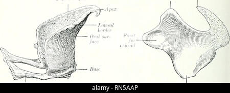 . L'anatomie de l'animal domestique. Anatomie vétérinaire. M.l. T. 2 +S ...