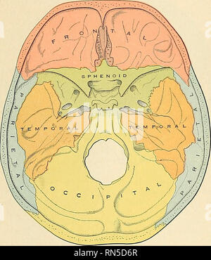 . Anatomie, descriptif et appliquée. L'anatomie. Le crâne DANS SON ...