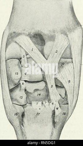. L'anatomie de l'animal domestique. Anatomie vétérinaire. 234 LES ...