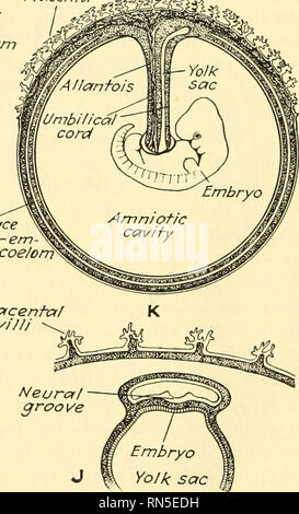 . Biologie Animale. Zoologie, biologie. Coelome extra-embryonnaire ...