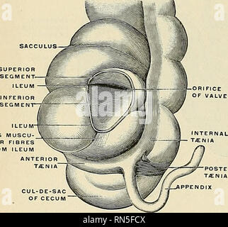 . Anatomie, descriptif et appliquée. L'anatomie. Le caecum 1297 Il est ...