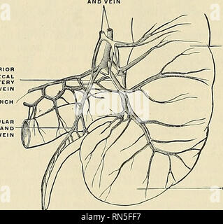 . Anatomie, descriptif et appliquée. L'anatomie. Le caecum 1301 valvuli ...