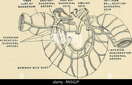 . Anatomie, descriptif et appliquée. L'anatomie. Le duodénum 1283 ...
