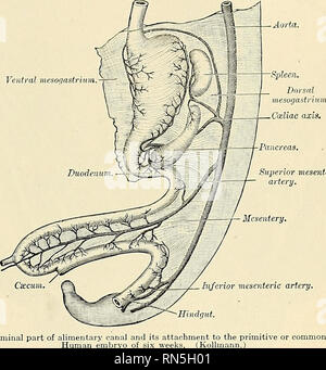 . Anatomie, descriptif et appliquée. L'anatomie. Le duodénum 1283 ...