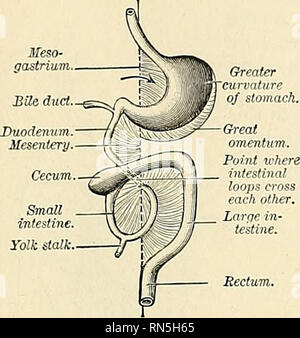 . Anatomie, descriptif et appliquée. L'anatomie. Le péritoine de la ...
