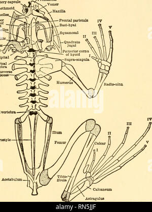 Les côtes cervicales et le processus transversal de la vertèbre ...