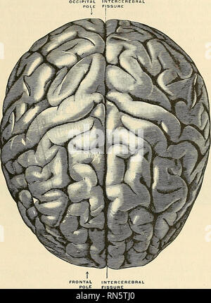 . Anatomie, descriptif et appliquée. L'anatomie. Les hémisphères ...