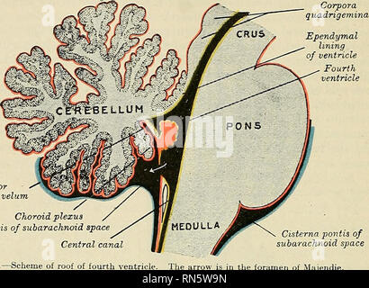 . Anatomie, descriptif et appliquée. L'anatomie. Médullaire inférieure ...