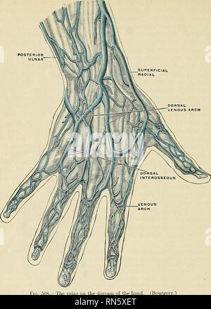 . Anatomie, descriptif et appliquée. L'anatomie. Les veines ...
