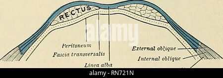 . Anatomie, descriptif et appliquée. L'anatomie. Fig. 319.-Le muscle ...