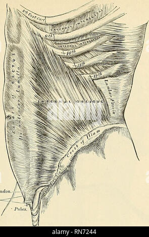 . Anatomie, descriptif et appliquée. L'anatomie. Fig. 319.-Le muscle ...