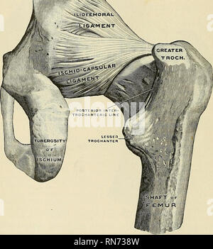 . Anatomie, descriptif et appliquée. L'anatomie. Médullaire inférieure ...