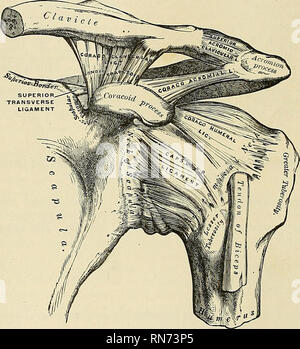 . Anatomie, descriptif et appliquée. L'anatomie. CAPSULE ARTICULAIRE XI ...