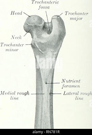 . L'anatomie de l'animal domestique. Anatomie vétérinaire. M.l. T. 2 +S ...