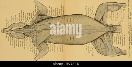 . Anatomie du bois rat ; l'anatomie comparée des sous-genres de l ...