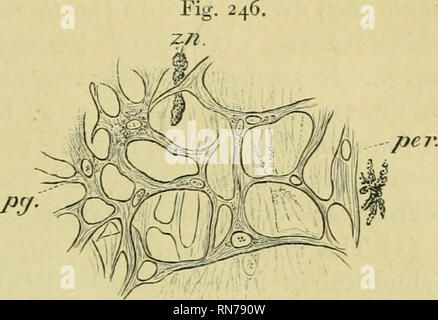 . L'anatomie de la grenouille. Les grenouilles -- Anatomie ; Amphibiens ...