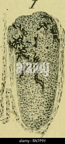 . L'anatomie de la grenouille. Les grenouilles -- Anatomie ; Amphibiens ...