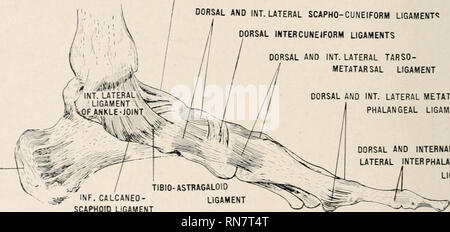 Anatomie du muscles fessiers dans les fesses Photo Stock - Alamy