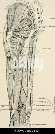 Anatomie du muscles fessiers dans les fesses Photo Stock - Alamy