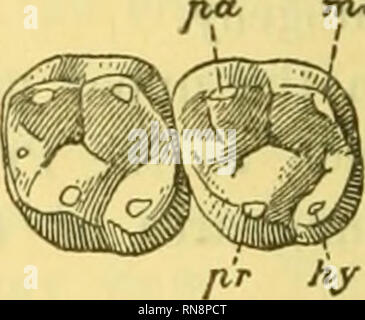 . Anatomischer Anzeiger. L'anatomie, l'Anatomie Comparée ;, comparatif ...