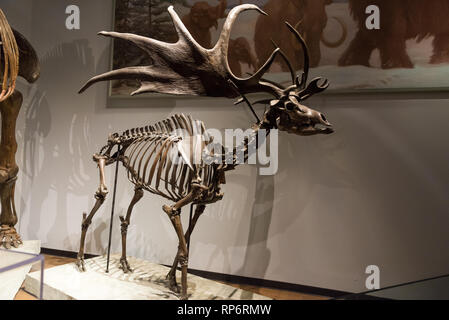 Squelette d'une espèce éteinte, Megaloceros giganteus elk irlandaise ...