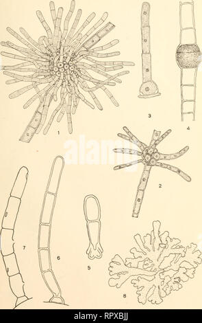 . Les algues des Bermudes. Les algues. C. la plaque. Veuillez noter que ...