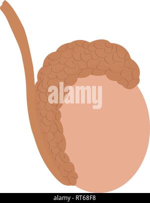 Anatomie testiculaire humaine illustration médicale. Coupe transversale ...
