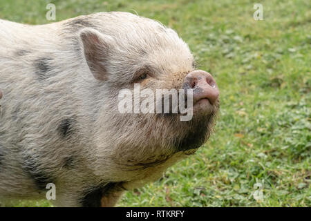 Issaquah, Washington, USA. Julianna mini porc avec son museau en l'air ...