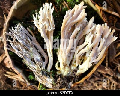 Champignon de corail blanc ou corail champignon à crête (Clavulina ...