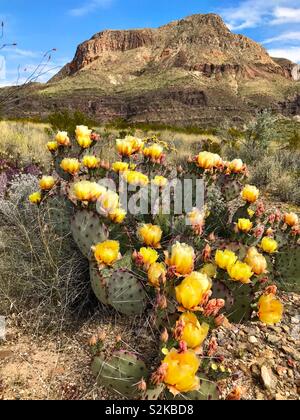 Le cactus à la poire en forme de pirigue fleurit dans le parc national ...
