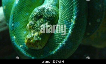 Python vert morelia viridis (confortablement) enroulé sur une branche d'arbre. Photographie d ...