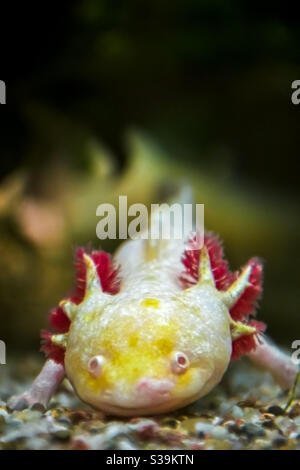 L'axolotl mexicain détail tête Ambystoma mexicanum Neotonic (larve ...