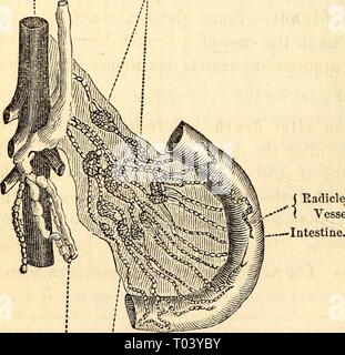 Anatomie du mésentère, illustration. Le mésentère est un organe de l ...