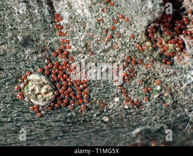 Fruit-tree l'araignée rouge (Panonychus ulmi) oeufs hivernant sur l ...