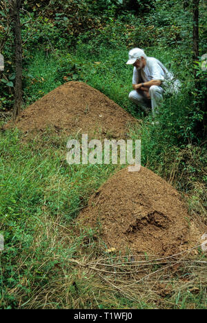 Un travailleur de fourmis d'Allegheny (Formica exsectoides) sur la ...