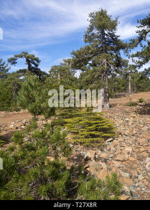 Visiter ou prendre part à une randonnée dans les montagnes Troodos à ...