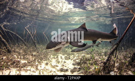 Sous-vue de bébé requin citron natation parmi les mangroves, Alice Town ...