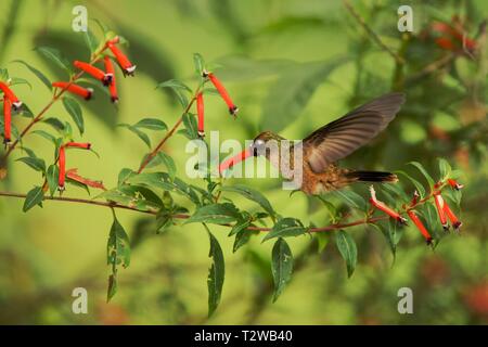 Colibri endémique planant à côté de fleur rouge dans la pluie, la forêt ...