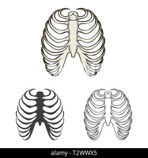 Rib Cage,,xray,body,dos,sternum sternum,calcium,chirurgie,médecine ...