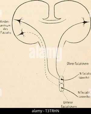 . Die periphere ; kurze übersichtliche Darstellung Innervation des ...