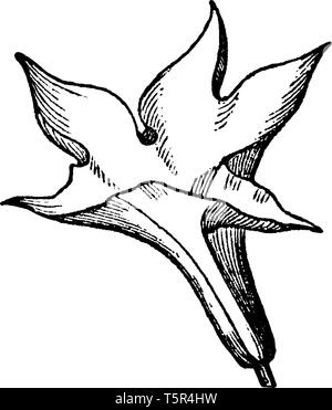 L'image d'un Funnel-Shaped corolle fleur qui est le cercle intérieur ...